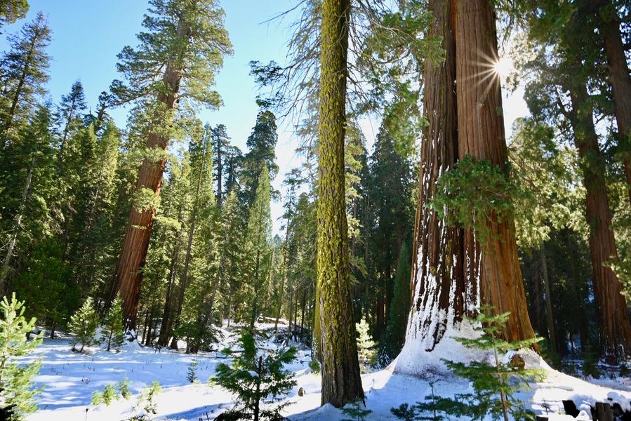 Best Destinations for a Cozy Christmas in California - Tiny Trailblazers